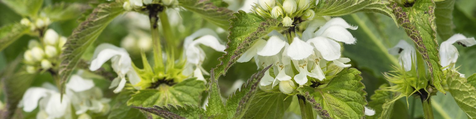 16 Natural Diuretics to Eat or Drink - Ben's Natural Health