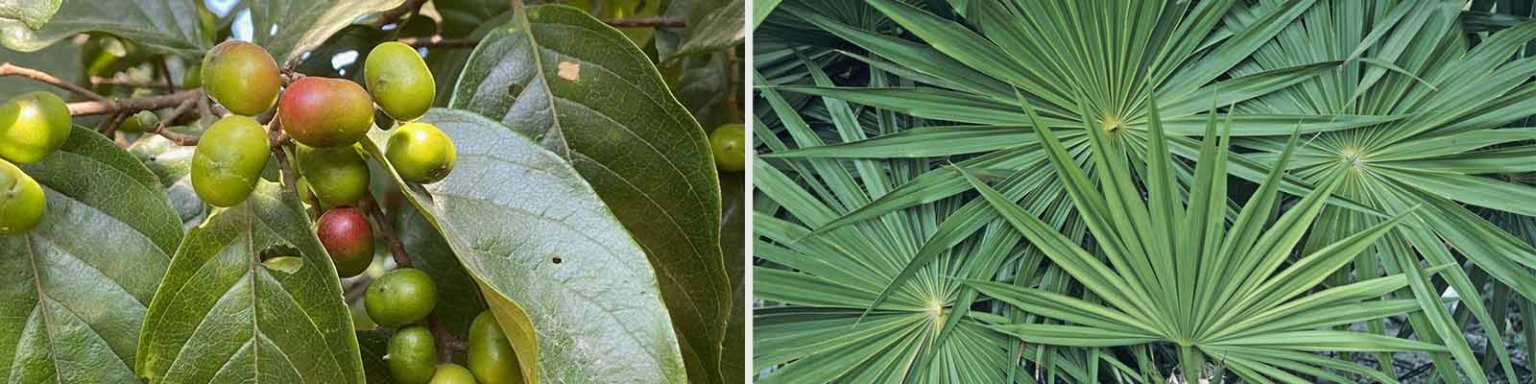 Natural Beta Blockers: 9 Medicinal Alternatives