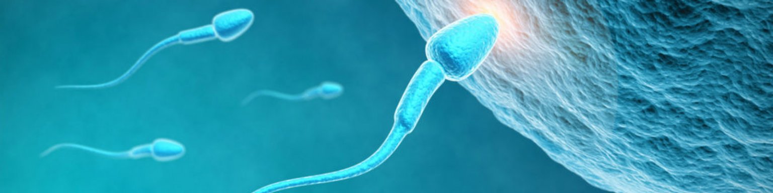Seminal Fluid: What Is It Made of and Where Does It Come From?
