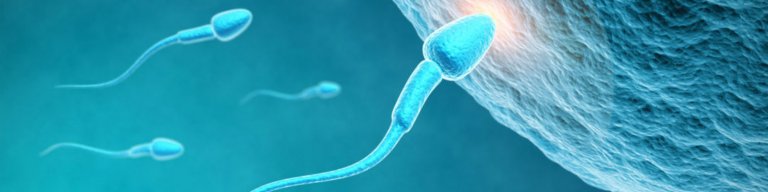 Seminal Fluid: What Is It Made of and Where Does It Come From?