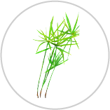 Estro Clear | Estrogen Blocker for Men | Ben's Natural Health Bens ...