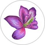 Prostate Healer | Ben's Natural Health