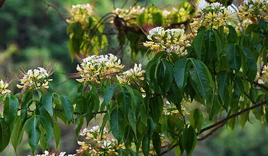 Prostate Healer | Ben's Natural Health