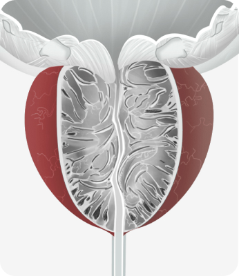 Prostate Power | BPH Remedies｜Ben's Natural Health