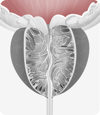 Total Health Prostate Supplement | Ben's Natural Health